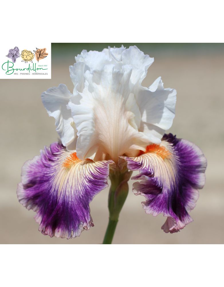 Iris : Back On Stage