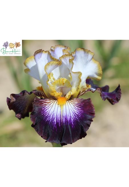 Iris : Eclat de nuit