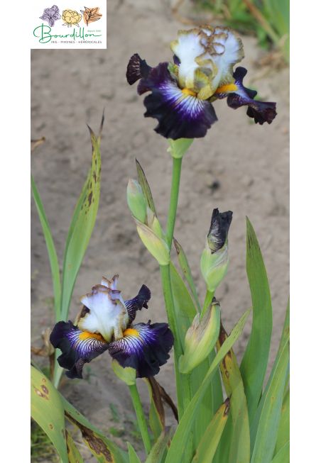 Iris : Eclat de nuit