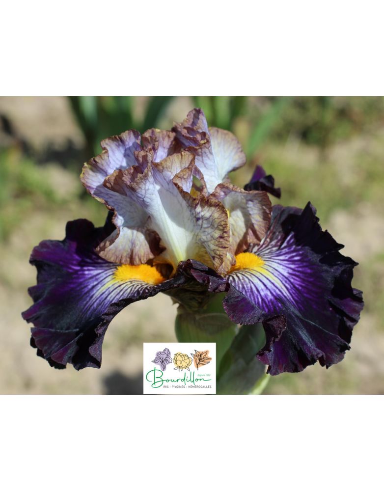 Grands Iris (30)