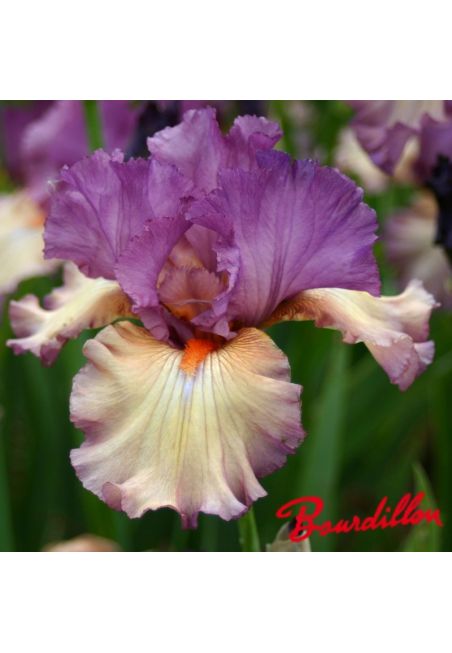 Iris : Dandy Candy