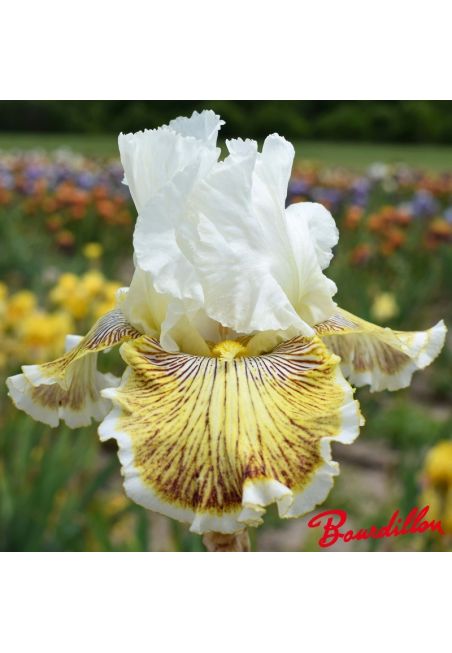 Iris : Spring Madness