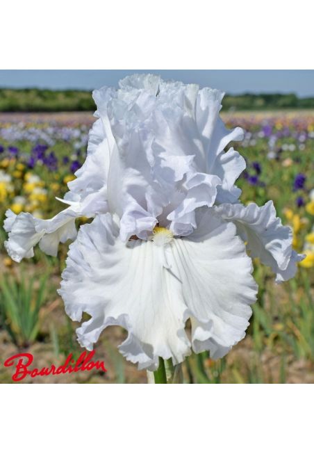 Iris : Pure Innocence