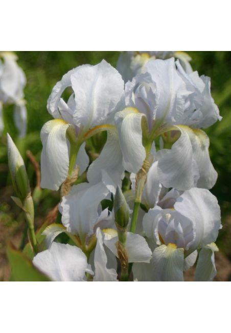 Iris : Iris De Florence
