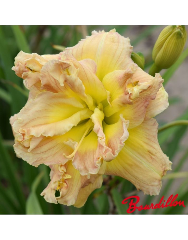 Hémérocalle : Orange Prélude