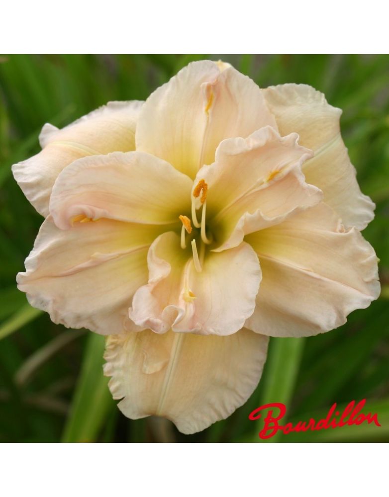 Hémérocalle : Peggy Jeffcoat