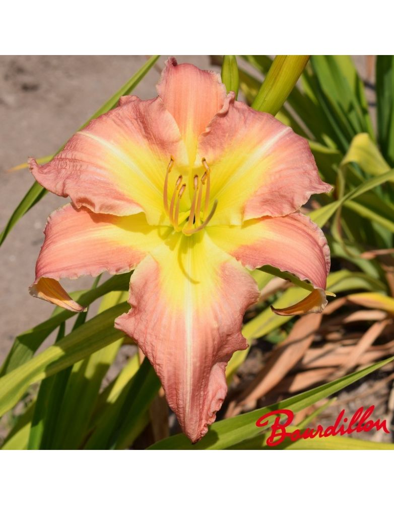 Hemerocalle : Pink Super Spider