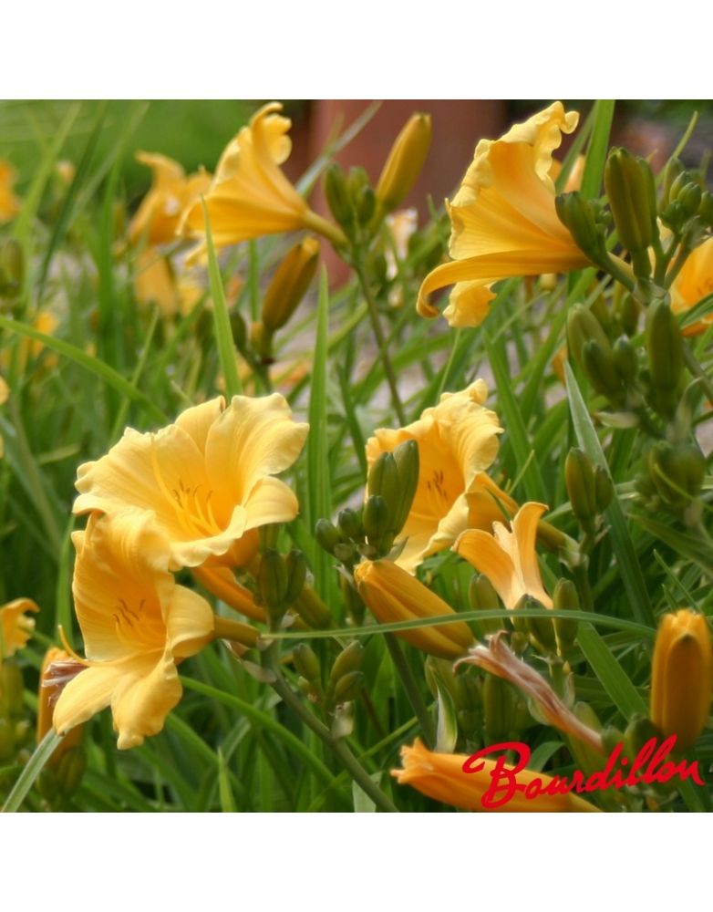 Hémérocalle : Orange Prélude