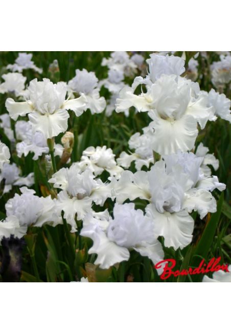 Iris : Battlestar Atlantis