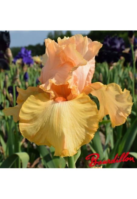 Iris : Big Squeeze