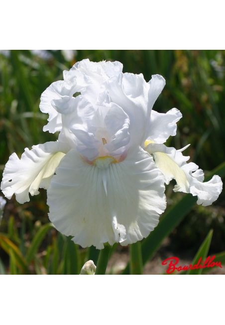 Iris : Pure Innocence