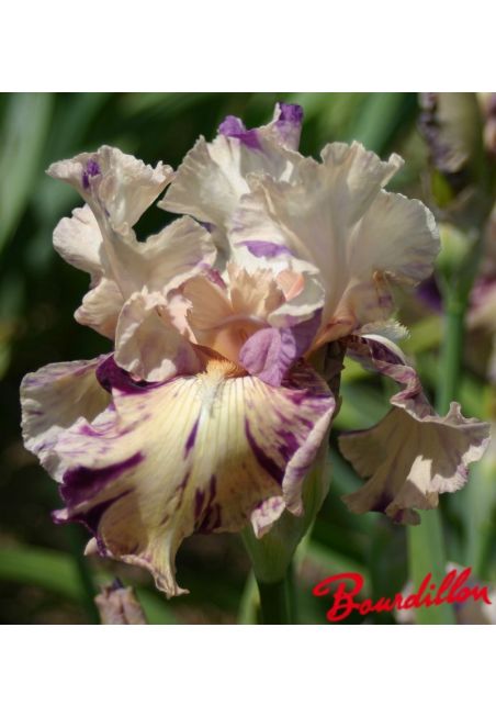 Iris : Raspberry Silk