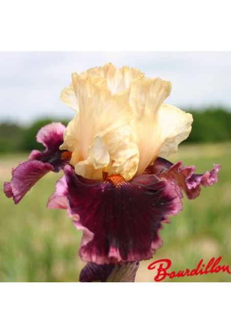 Iris : Raspberry Swirl