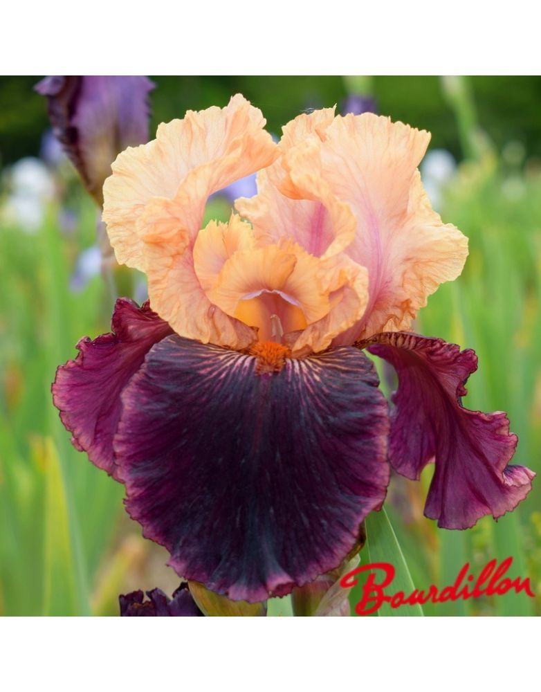 Iris : Here Comes The Night