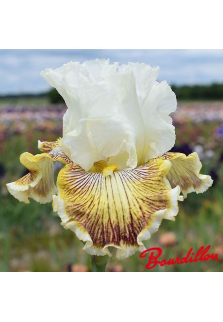 Iris : Spring Madness