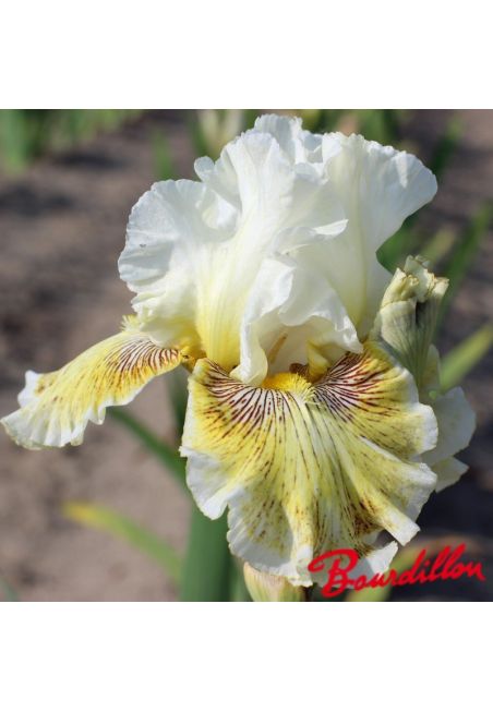 Iris : Spring Madness