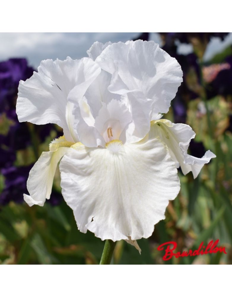 Iris : Back On Stage