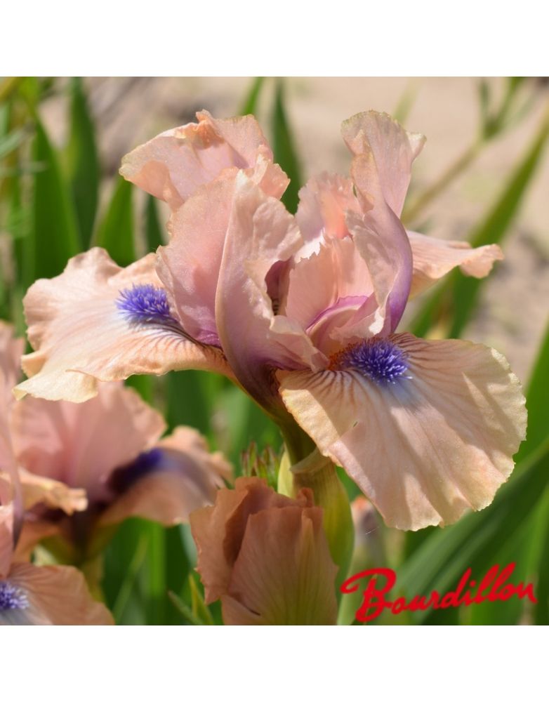 Iris lilliput : Chanted