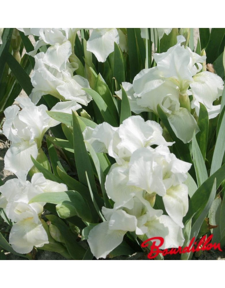 Iris lilliput : Adorable Poussin