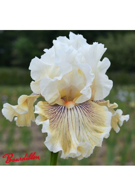 Iris : Hello Darling