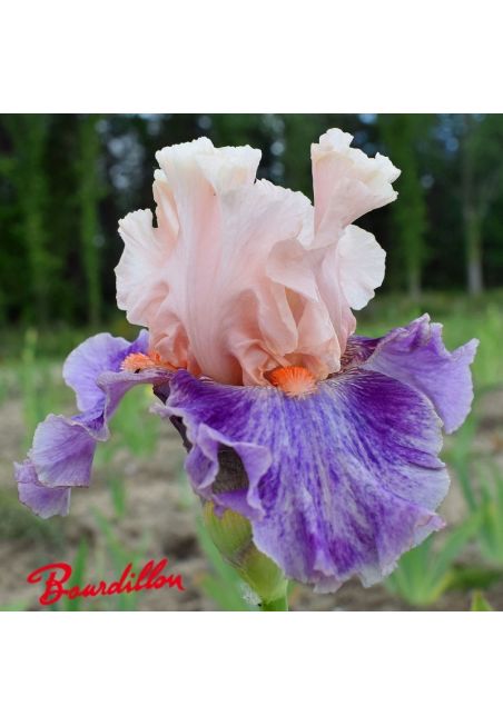 Iris : Fruited Plain