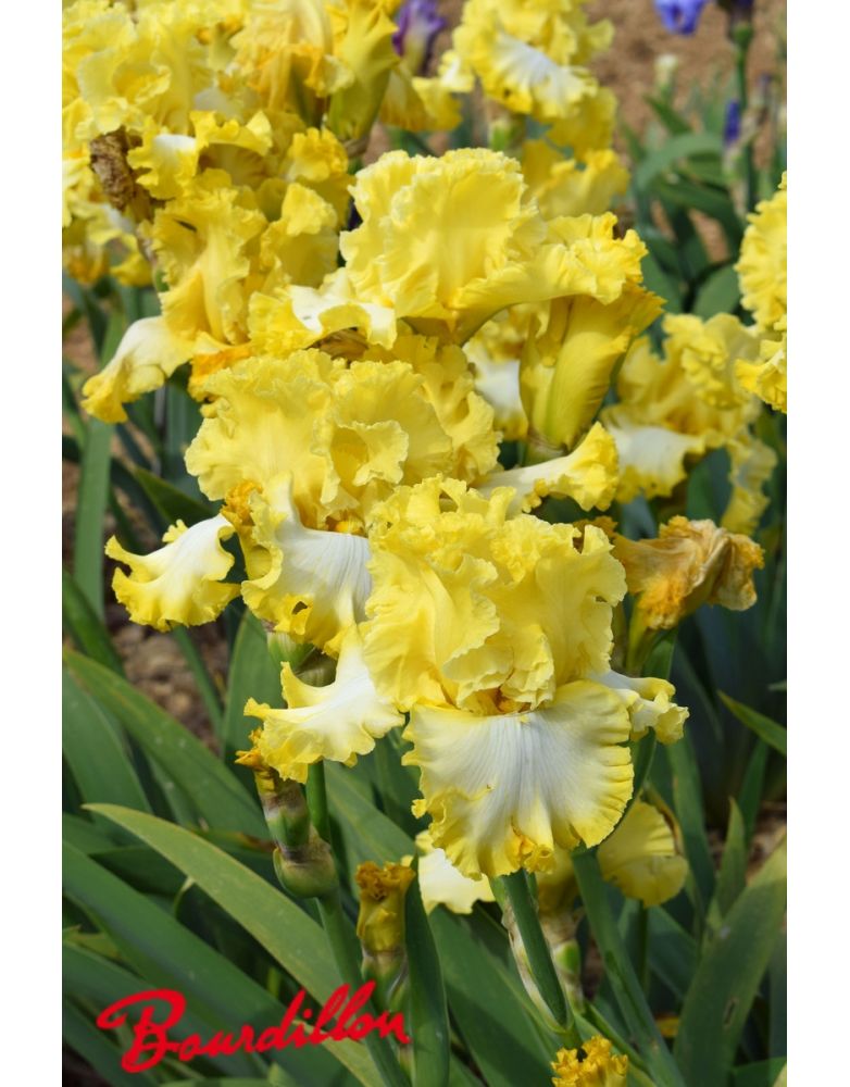 Iris : Here Comes The Night