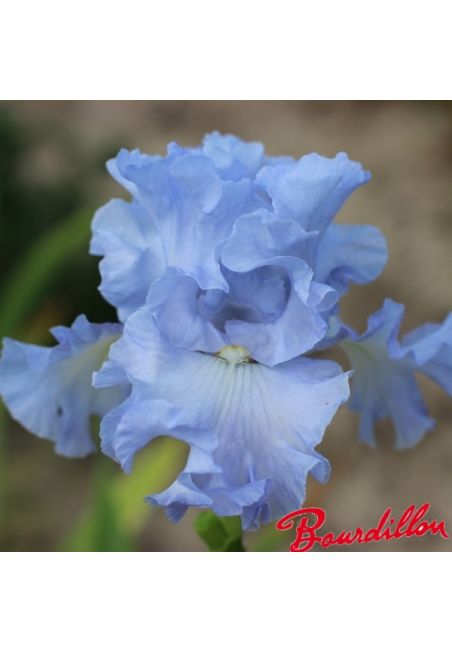 Iris : Absolute Treasure