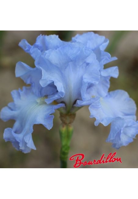 Iris : Absolute Treasure