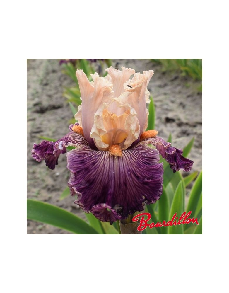 Iris : Back On Stage