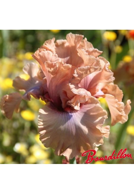 Iris : I must have it