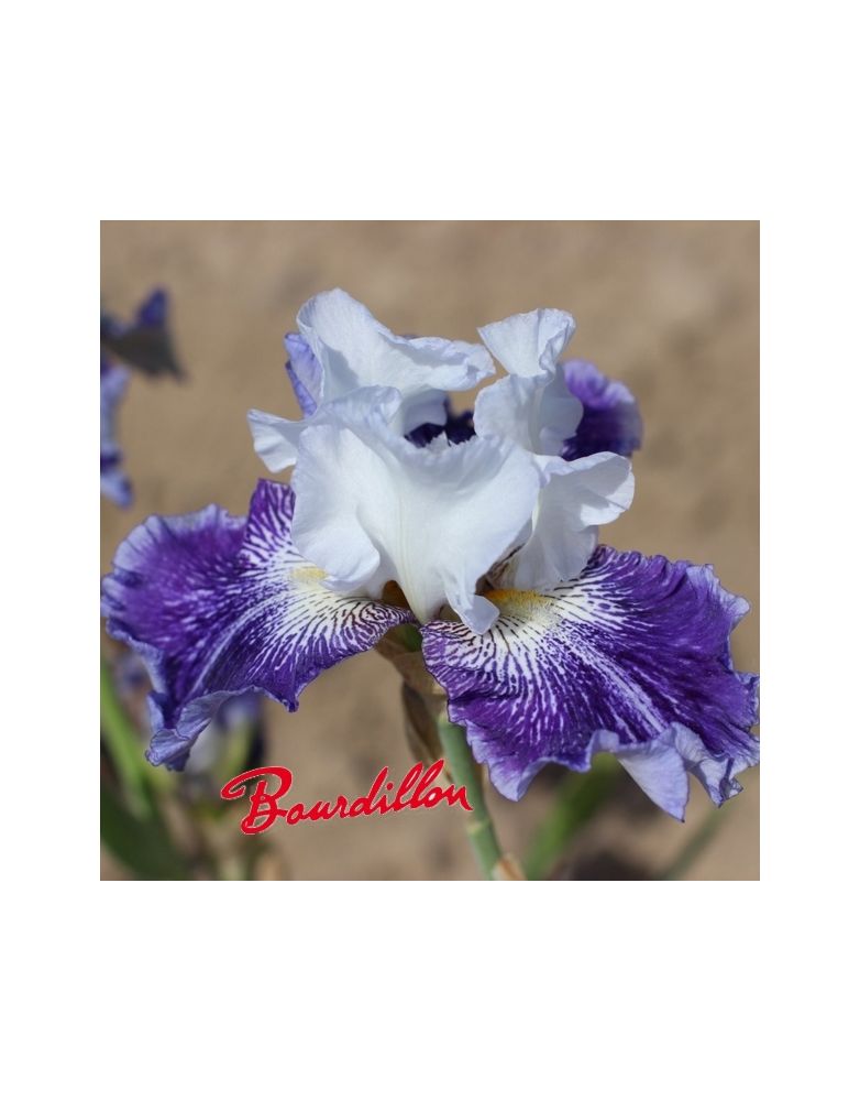 Iris : Back On Stage