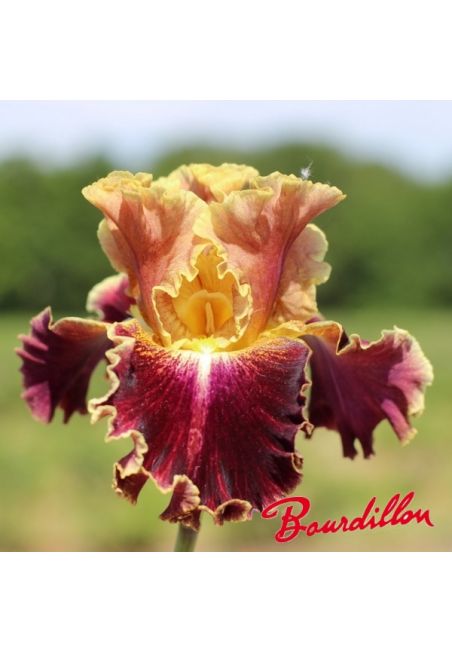 Iris : Volcanic glow