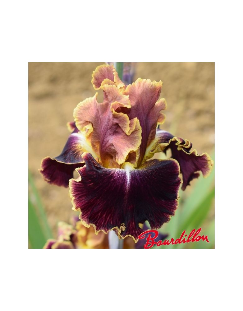 Iris : Back On Stage