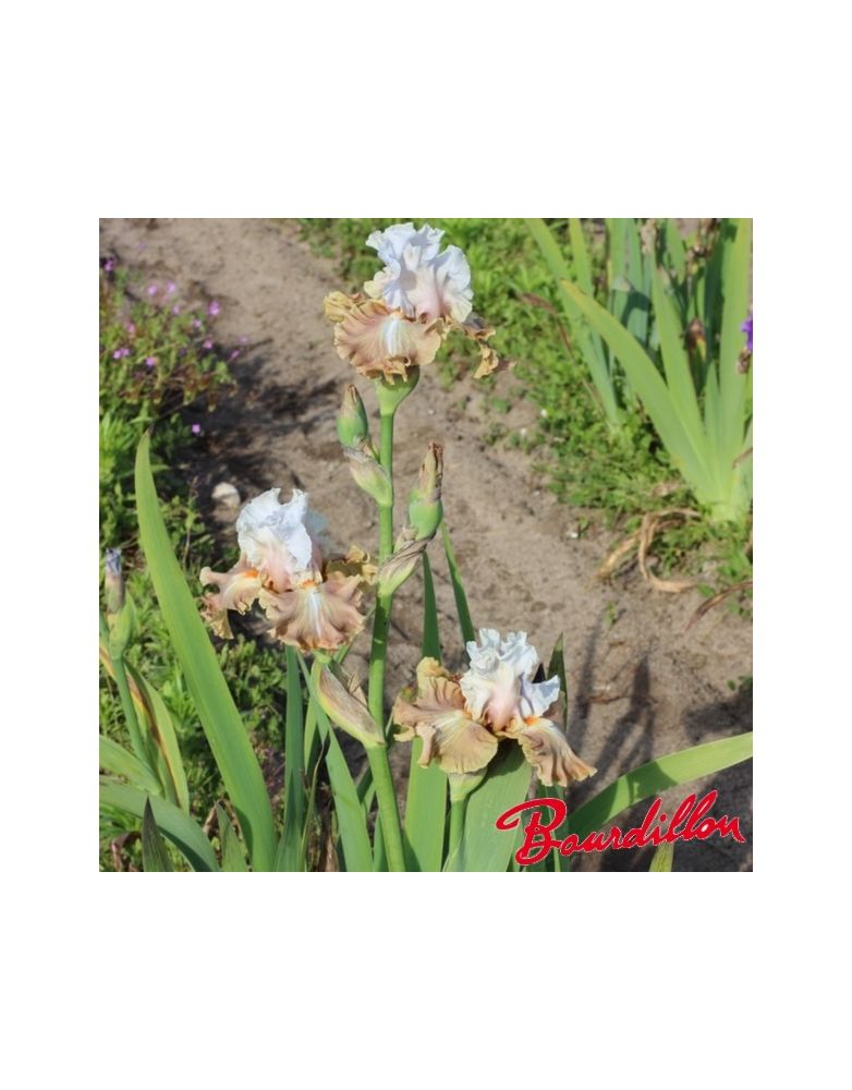 Iris : Libellule De Sologne