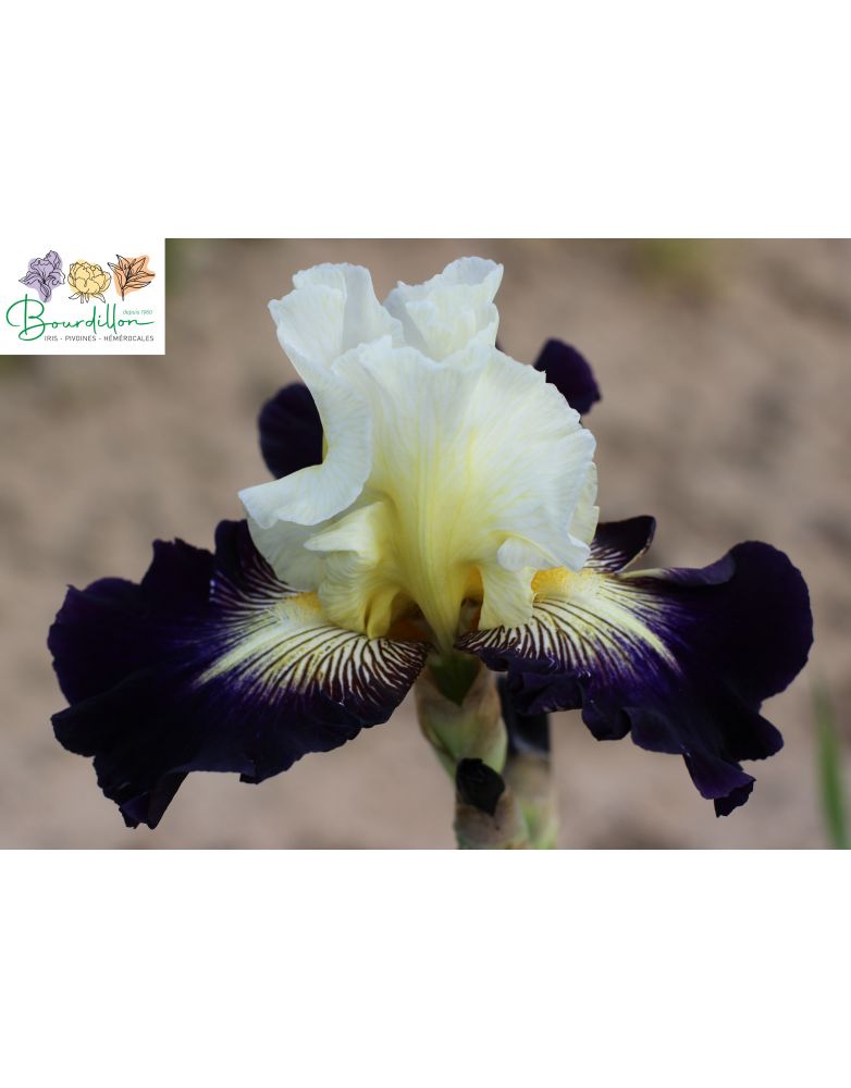 Iris : Back On Stage