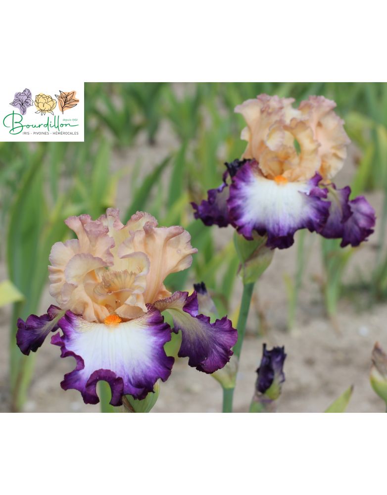 Iris : Back On Stage