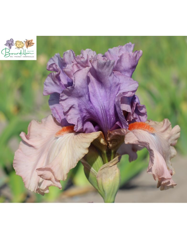 Iris : Back On Stage